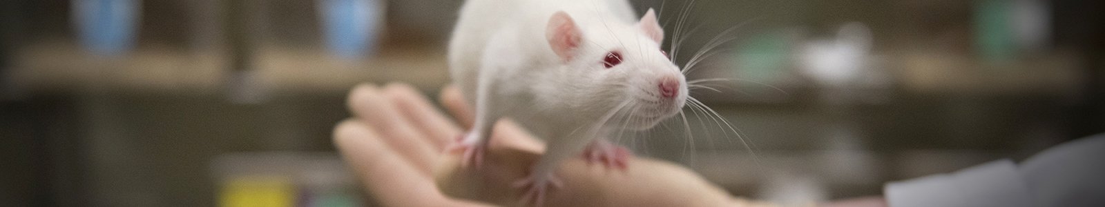 Course Lab animal science - rodent - Utrecht University