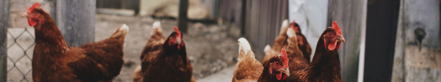 Laboratory Animal Science Poultry | Utrecht University